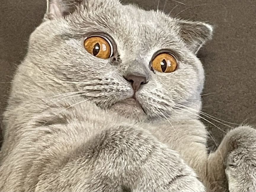 Отдам бесплатно кошку