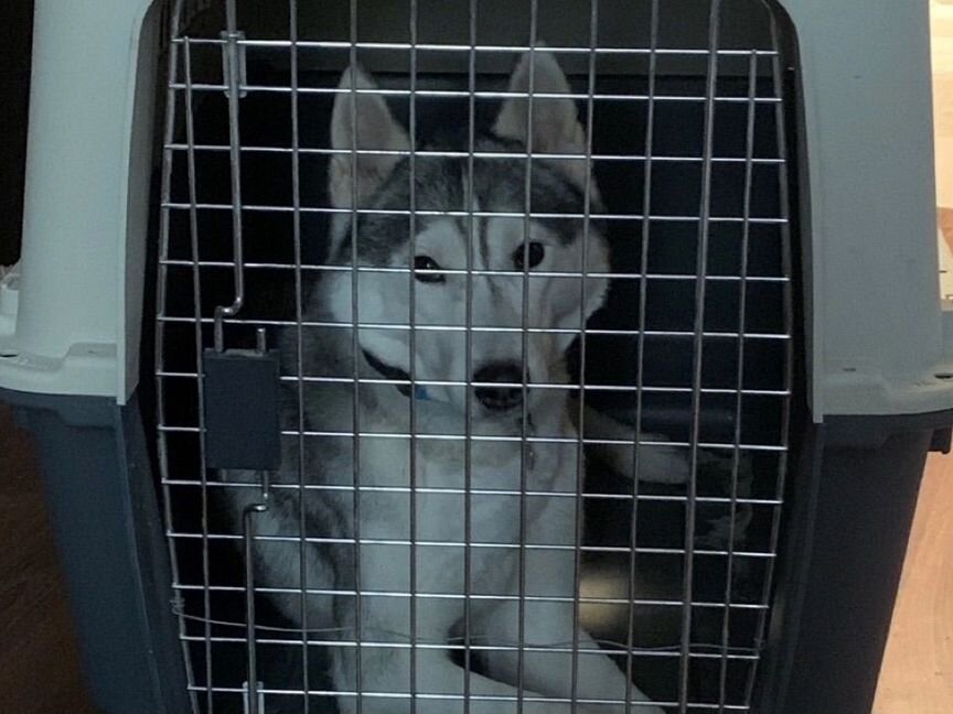 Переноска/авиабокс для собак