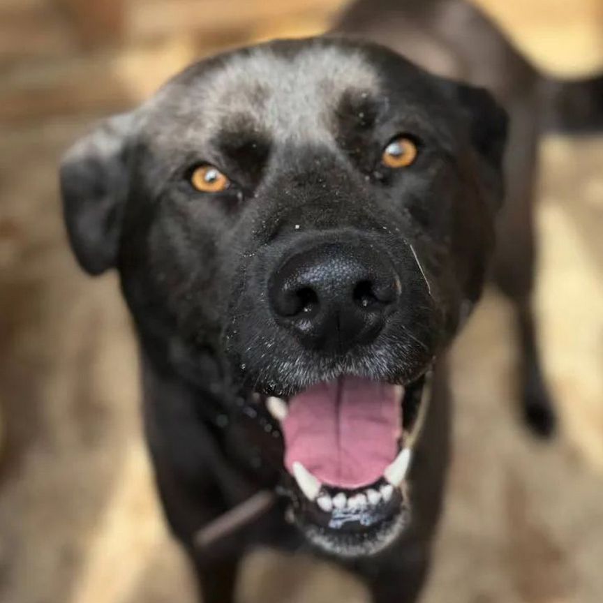 Взрослый пёс в добрые руки