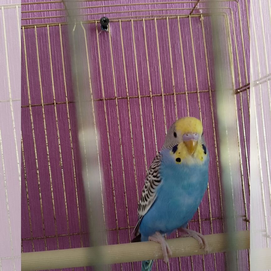 Волнистый попугай с клеткой