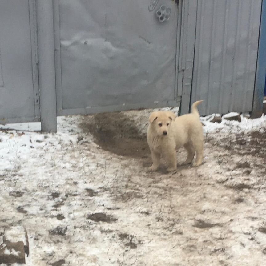 Отдам в добрые руки