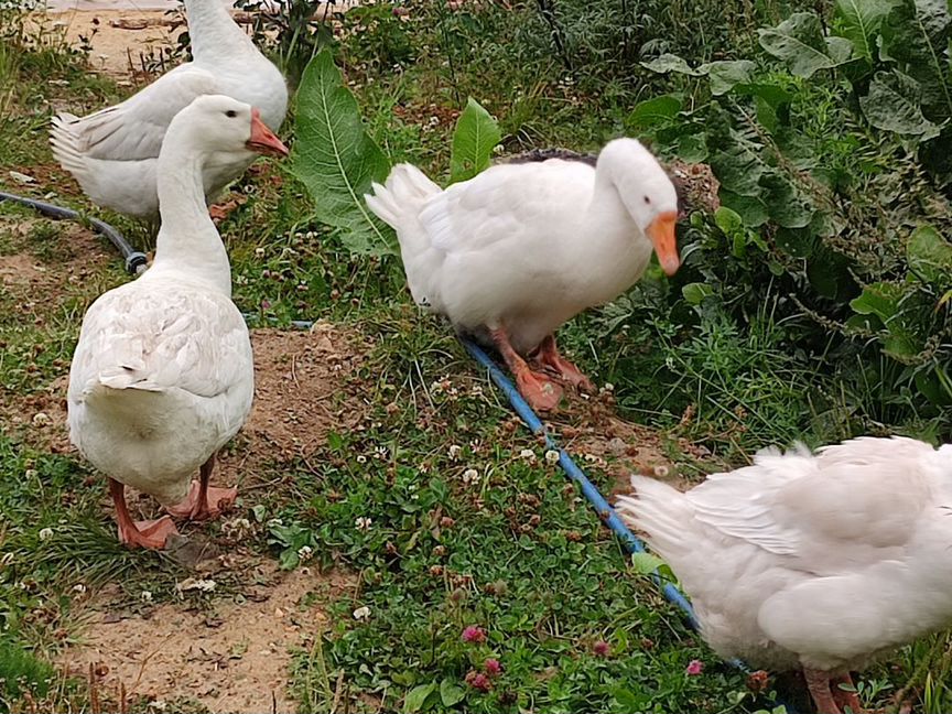 Гуси линда. Семья гусей