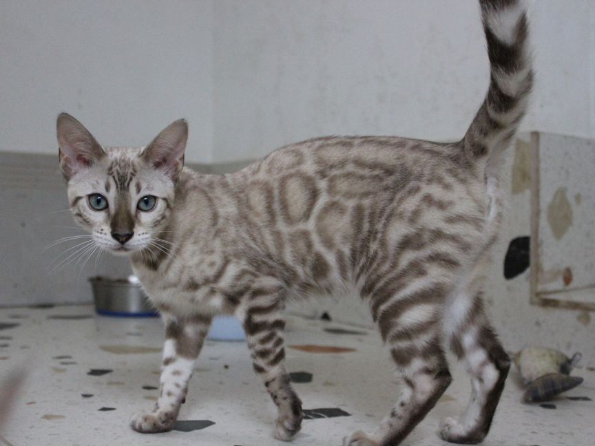 Бенгальская девочка минк с аквамариновыми глазами