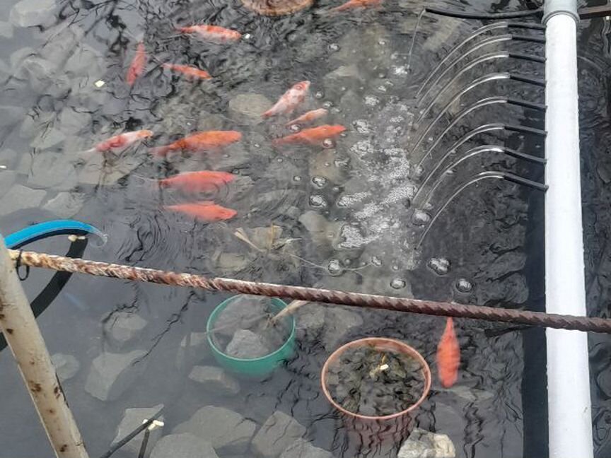 Рыба для пруда