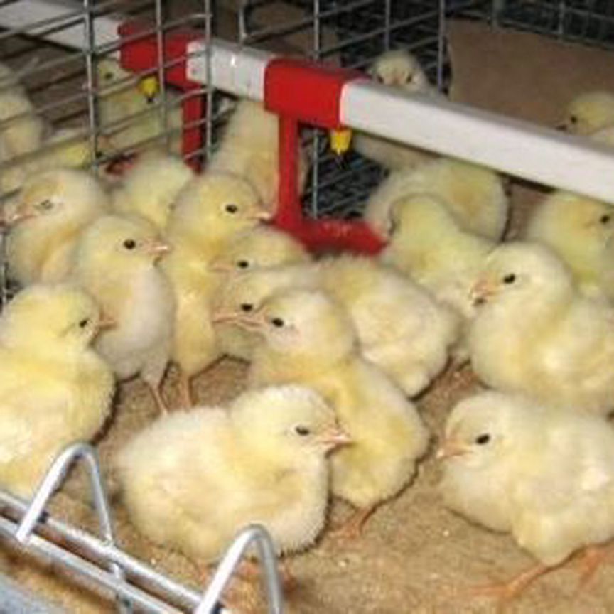 Петушки и курочки в Михайловке