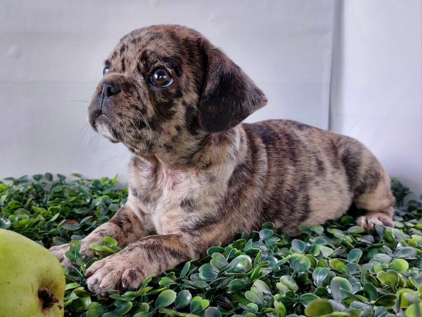 Мопсы мрамор