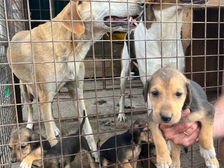 Русская гончая