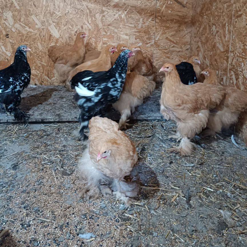 Цыплята подрощенные породистые