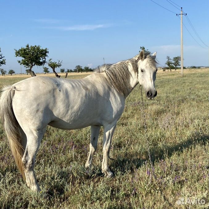 Продам лошадь