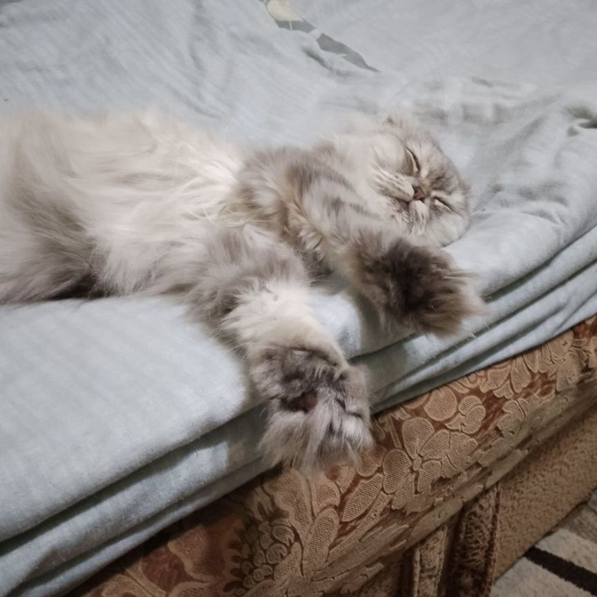 Кошка в дар бесплатно