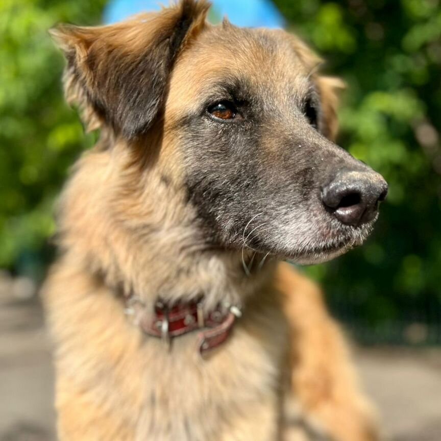 Собака Скромный Тайсон