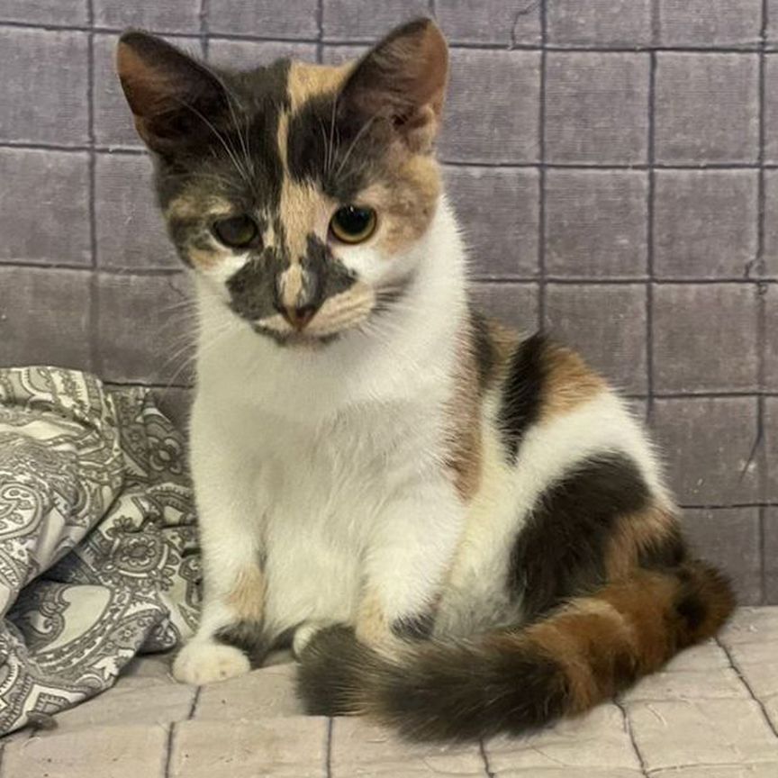 Милая кошечка, ещё котёнок, в добрые руки