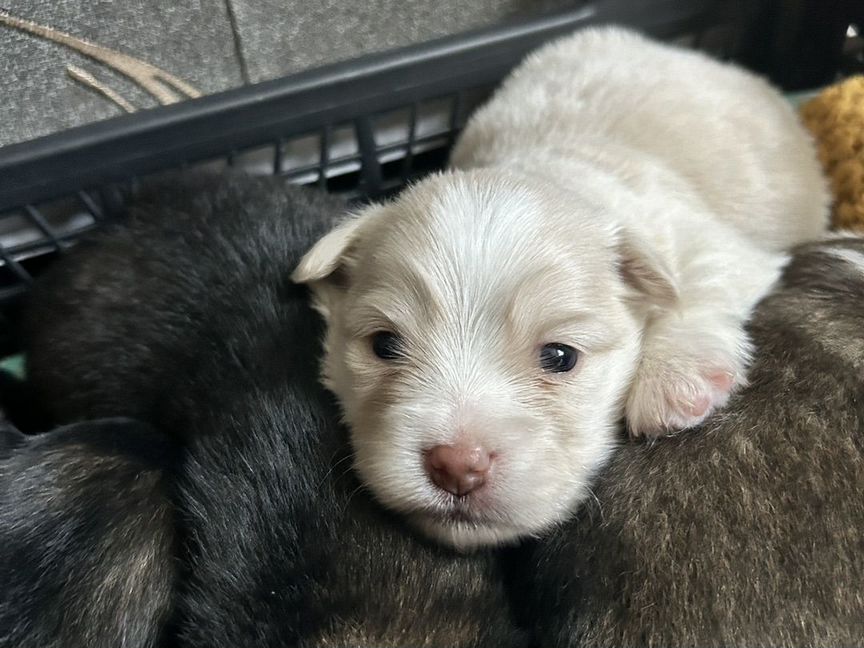 Щенки пикинеса