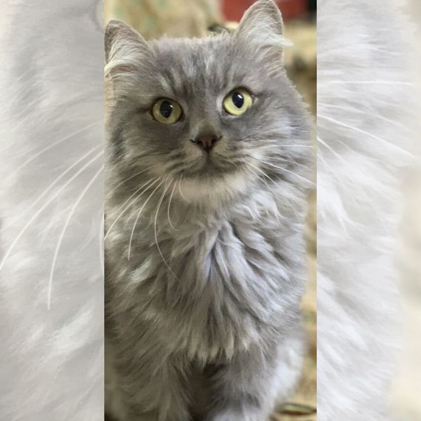 Кот