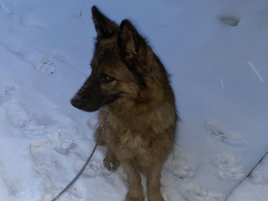 Немецкая овчарка в добрые руки
