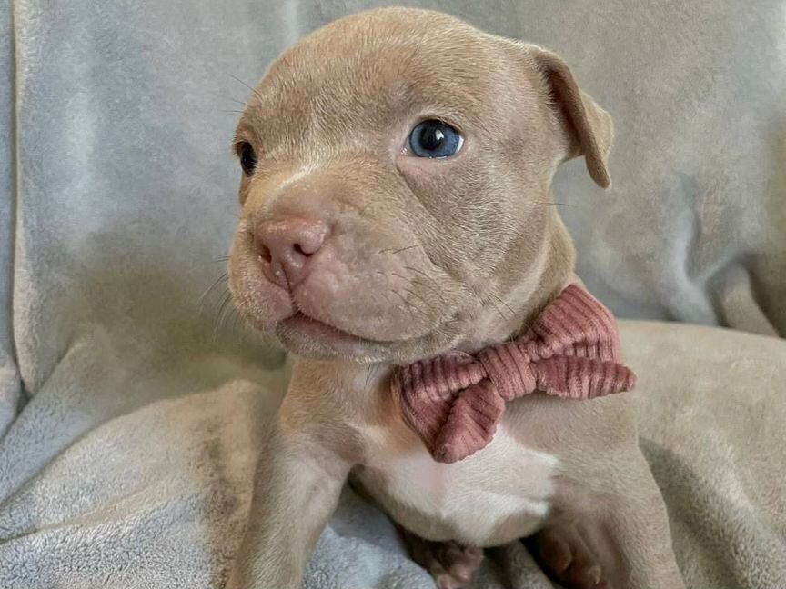 Американский булли покет девочка