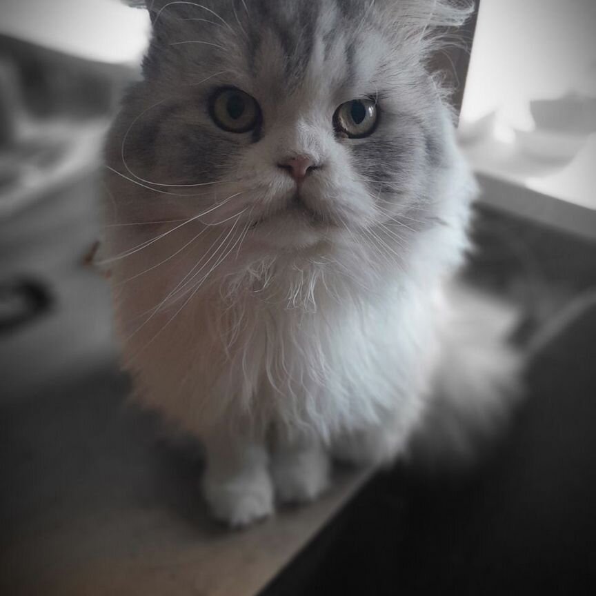 Шотландская серебристая шиншилла в дар