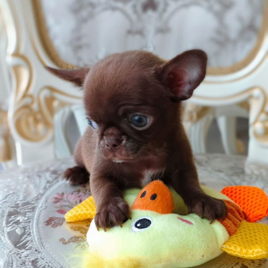 Шоколадный мальчуган чихуахуа