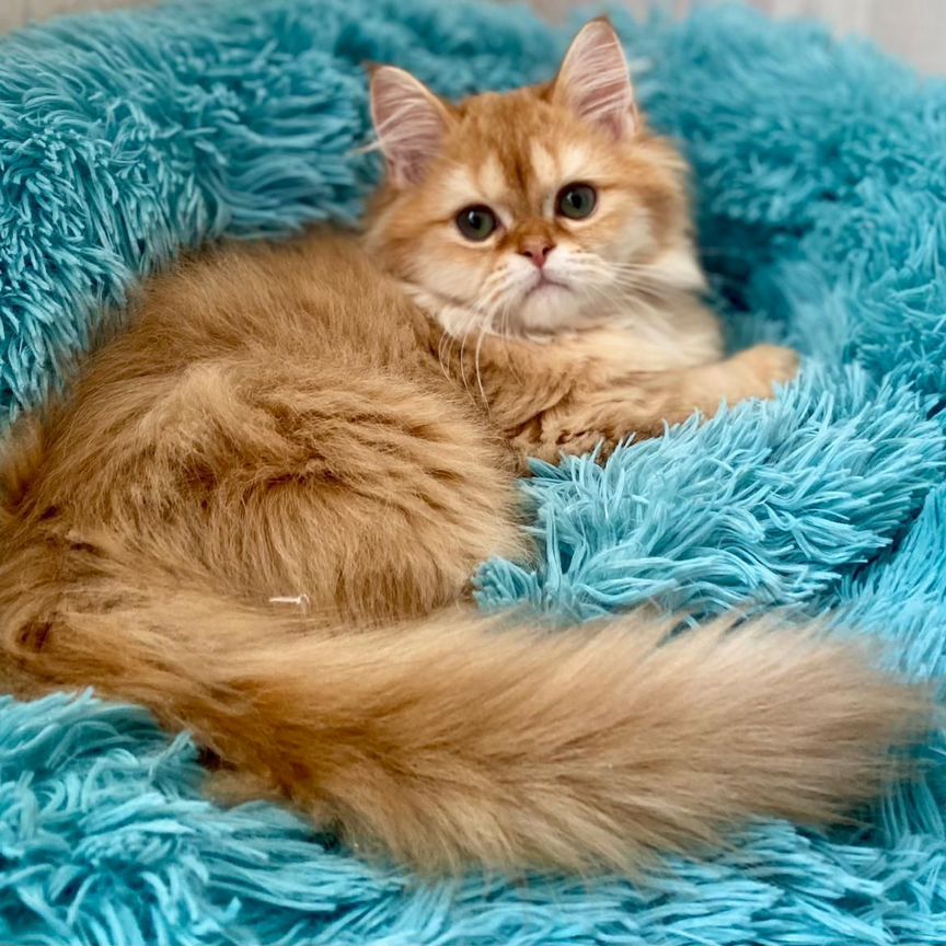 Кот в редком окрасе циннамон