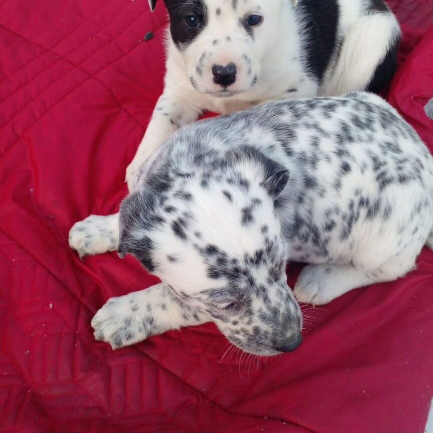 Собака долматинец щенки