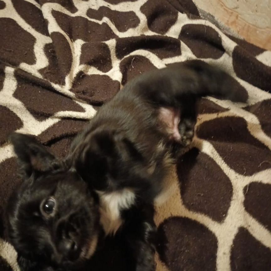 Домашние животные собаки