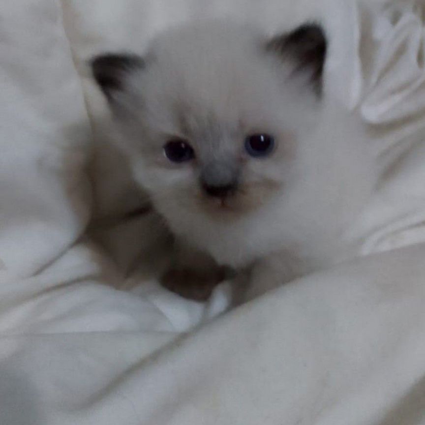 Котята персидские