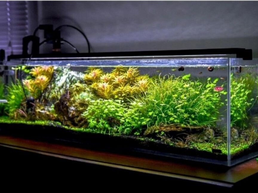 Аквариум, установка, подбор оборудования