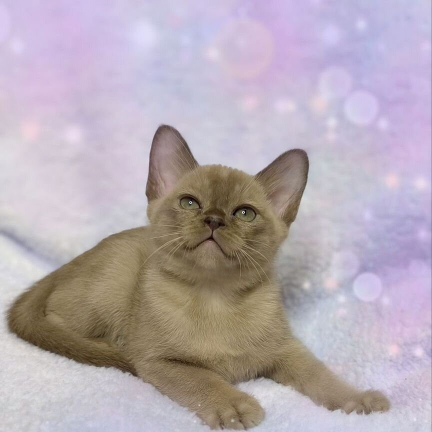 Бурманские котята