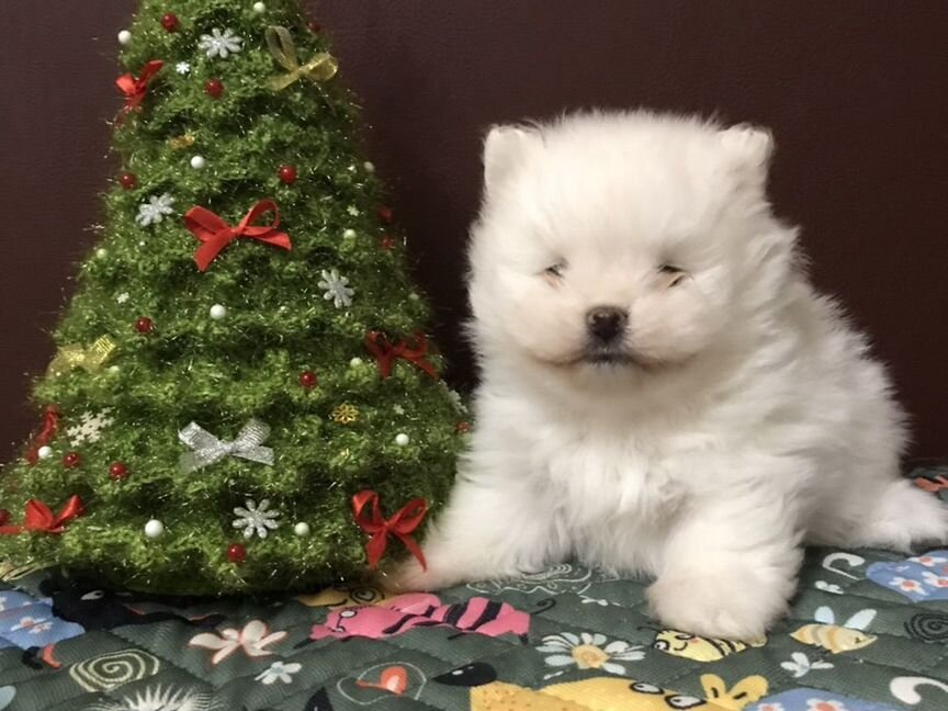Собака белый померанский шпиц
