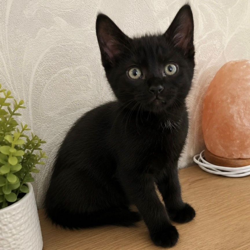 Европейский короткошёрстный котёнок