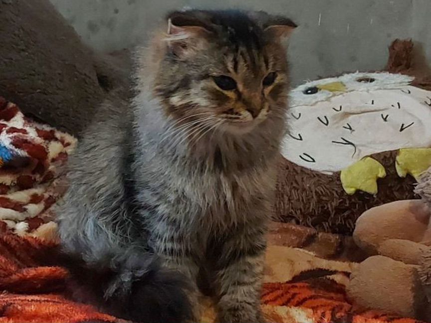 Кошка