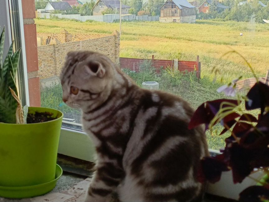 Котята-мальчики