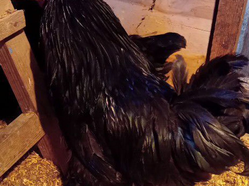 Куры Ухейилюй