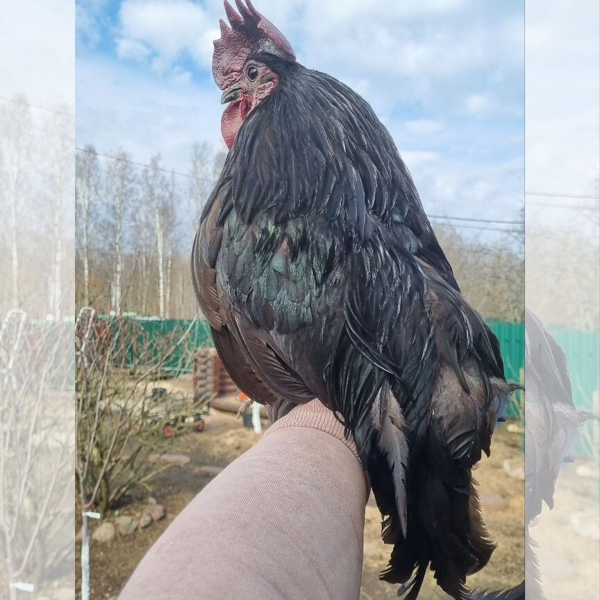 Петух Ухейилюй