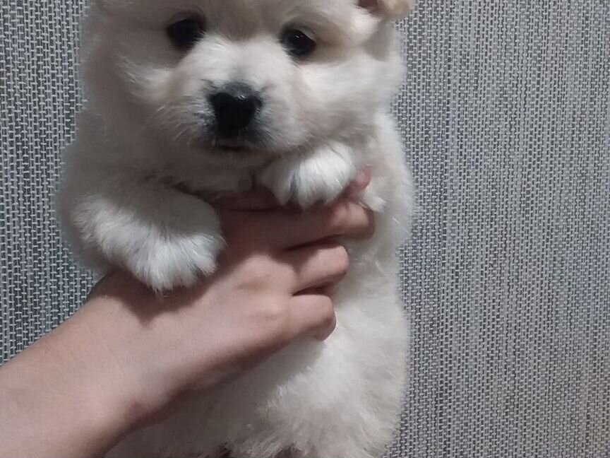 Собака померанский шпиц