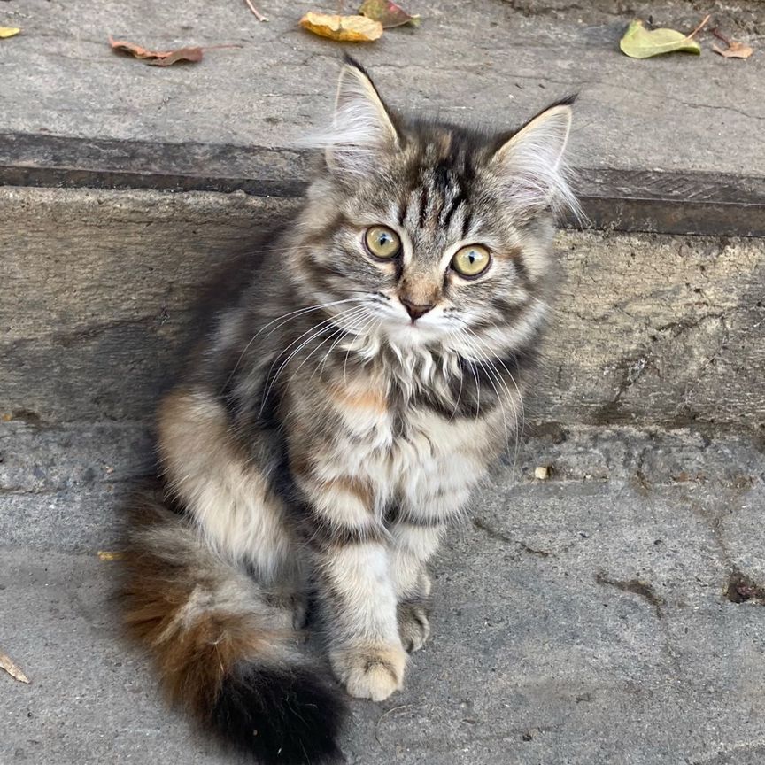 Кошечка в добрые руки