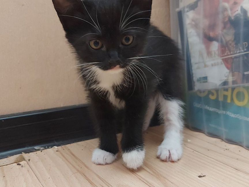 Котенок в дар девочка