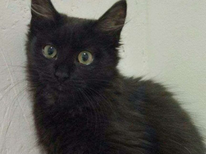 Котенок девочка