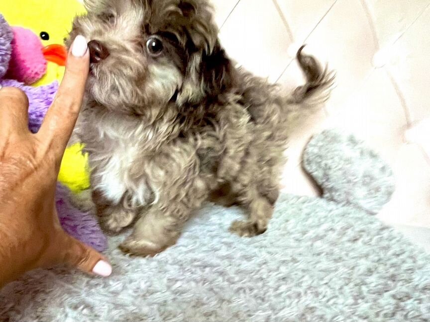 Непоседа мальтипу