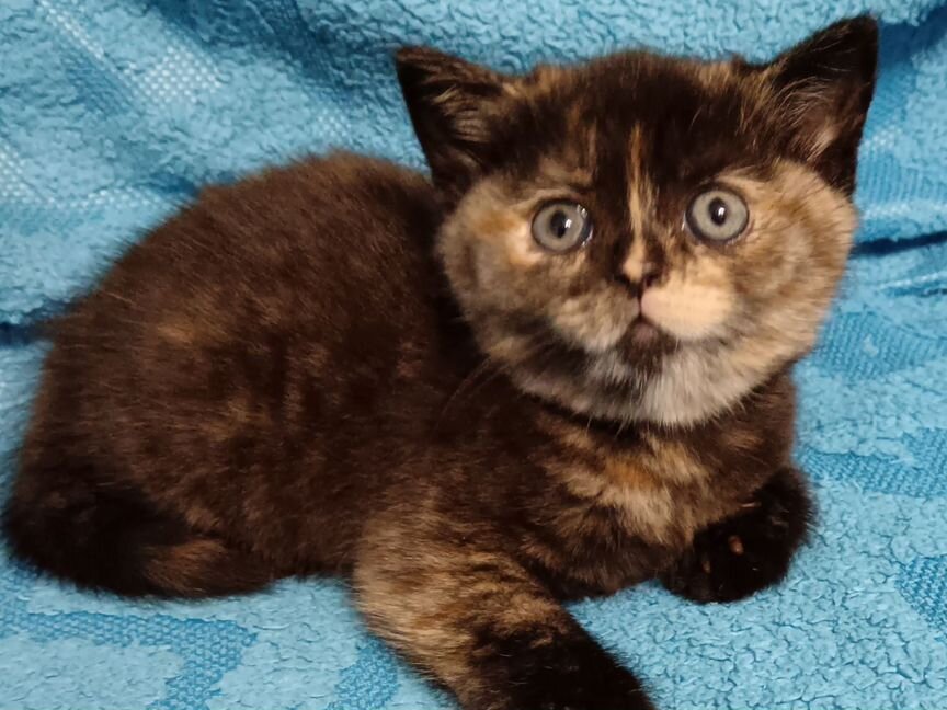 Шотландские котята
