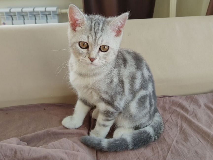 Котенок британский пепельно-серый