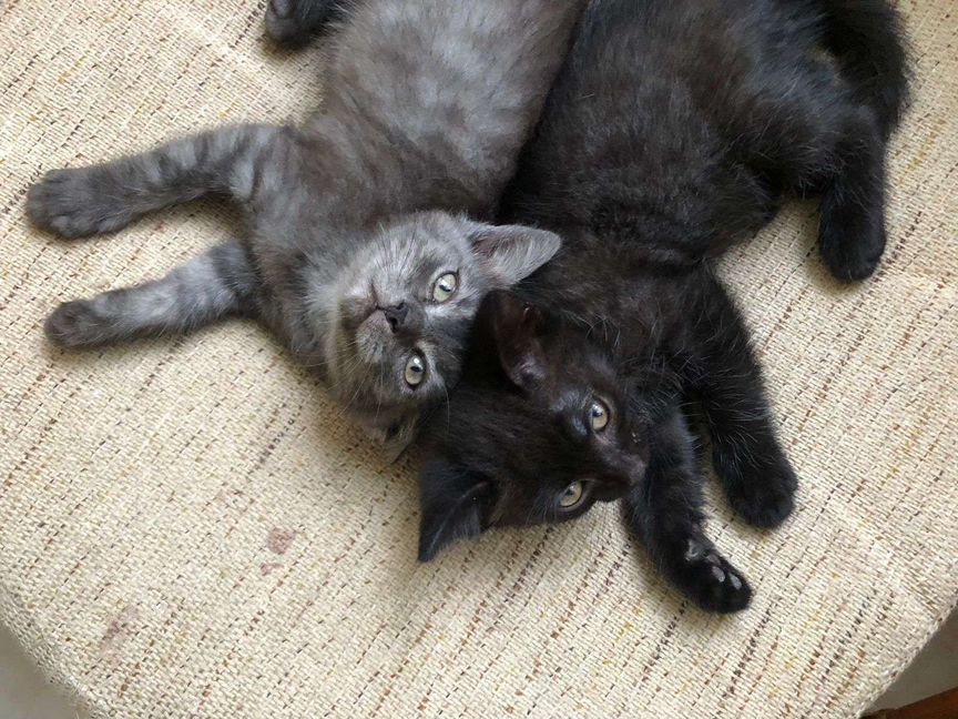 Котята