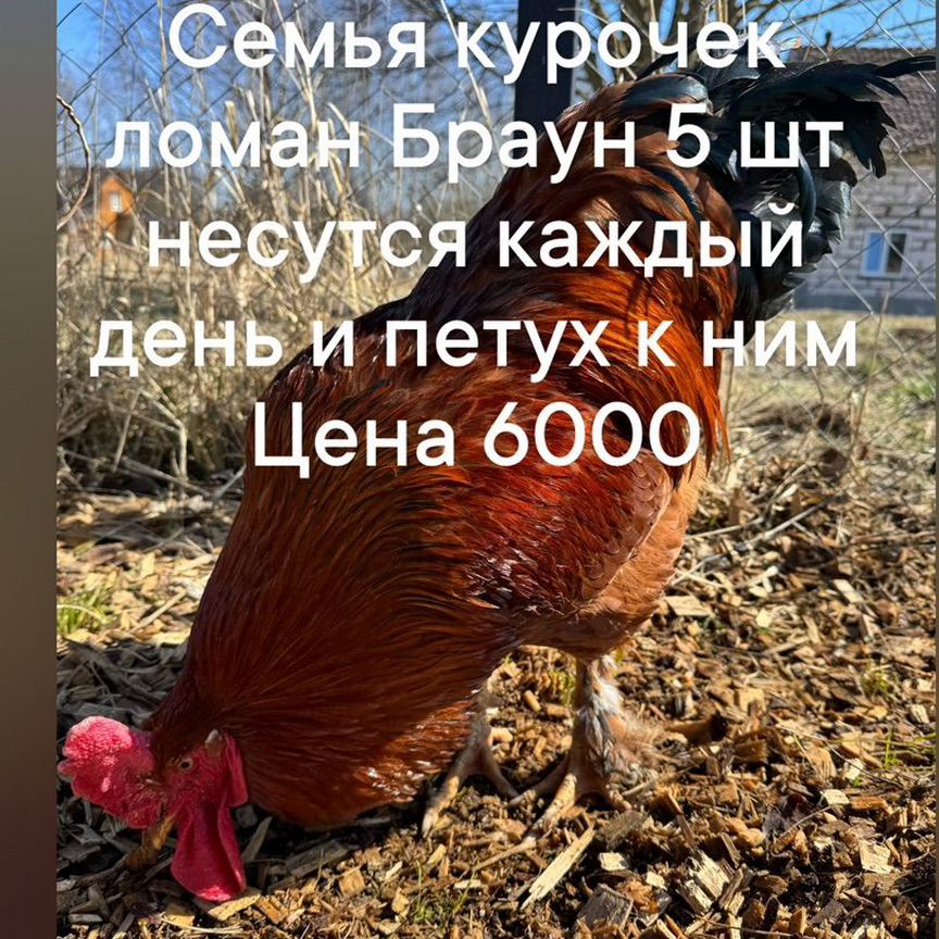 Семья несушек
