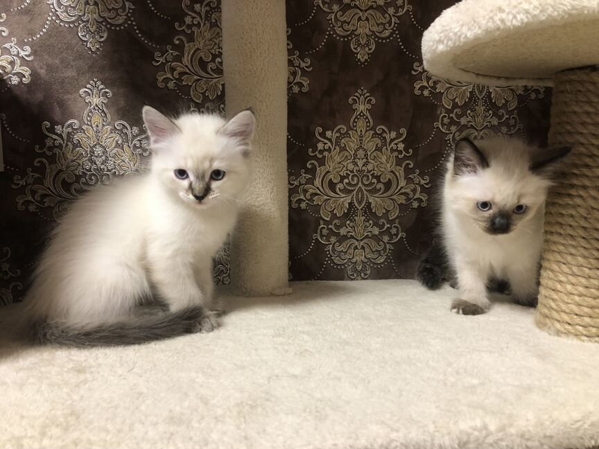 Невская маскарадная котята