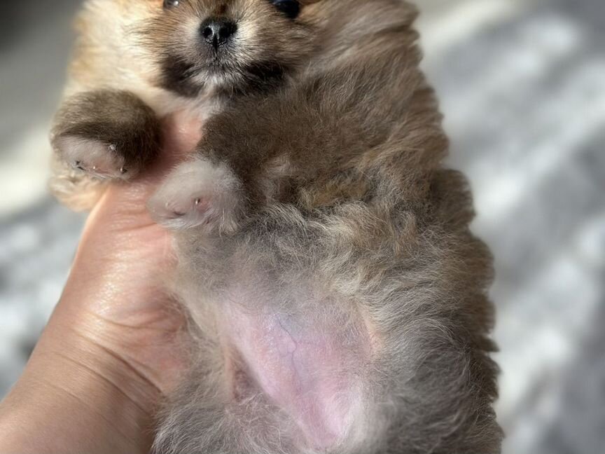 Шпиц маленькая куколка