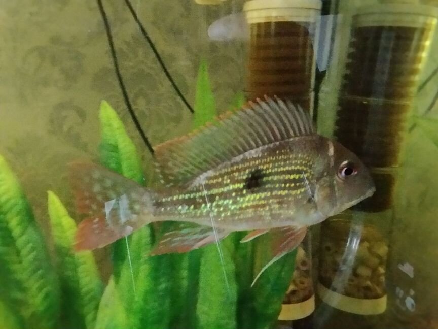 Рыба Геофагус