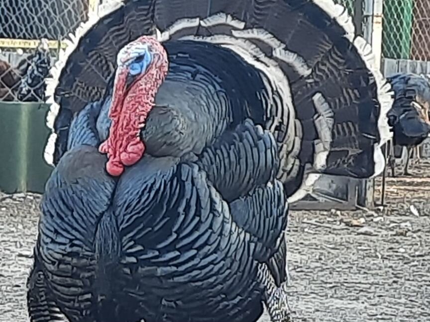 Индюки бронзовые широкогрудые