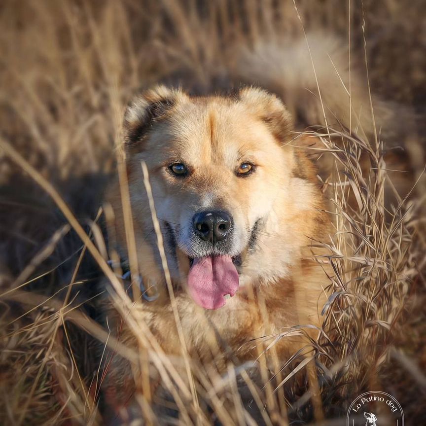 Собака в добрые руки - Ватсон