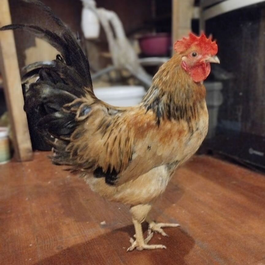 Петух синь-синь дзянь