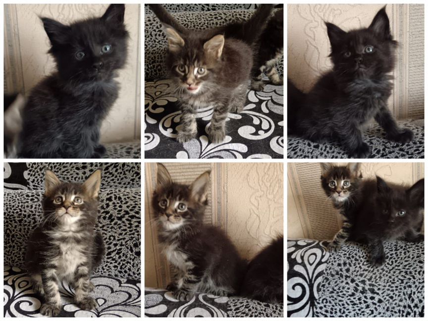 Котята мейн-кун